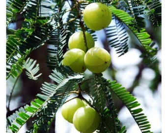 AMLA Live Plant Aka Emblica Officinalis Indian Gooseberry Phyllanthus ...
