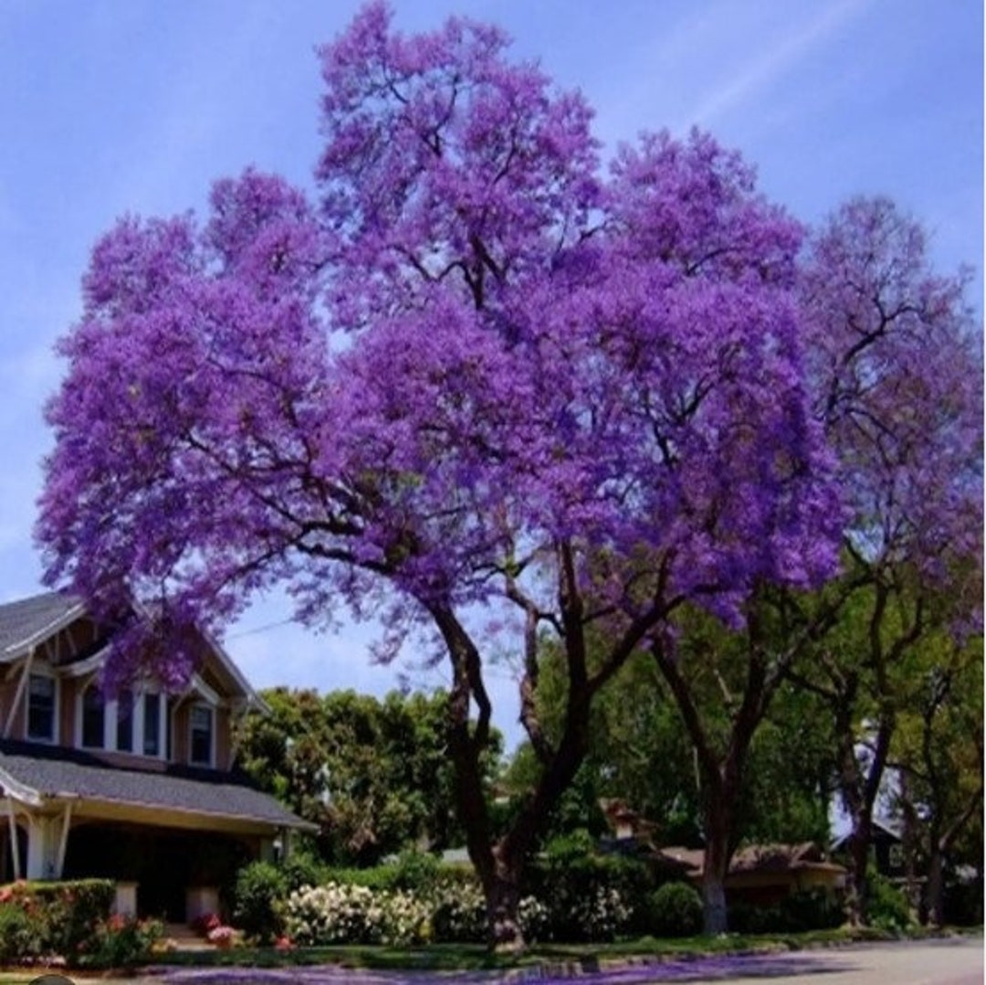 Paulownia Tomentosa Royal Empress Tree, Princess Tree 10,000 Seeds - Etsy
