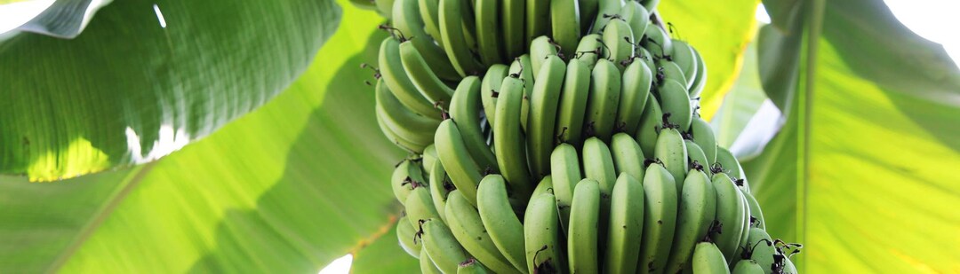 Musa Acuminata Subsp. Acuminata Wild Banana 50 Seeds A - Etsy