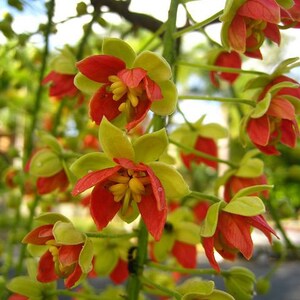 Cassia Brewsteri Brewsters Cassia, Leichhardt Bean, Cassia Pea Tree 50 ...