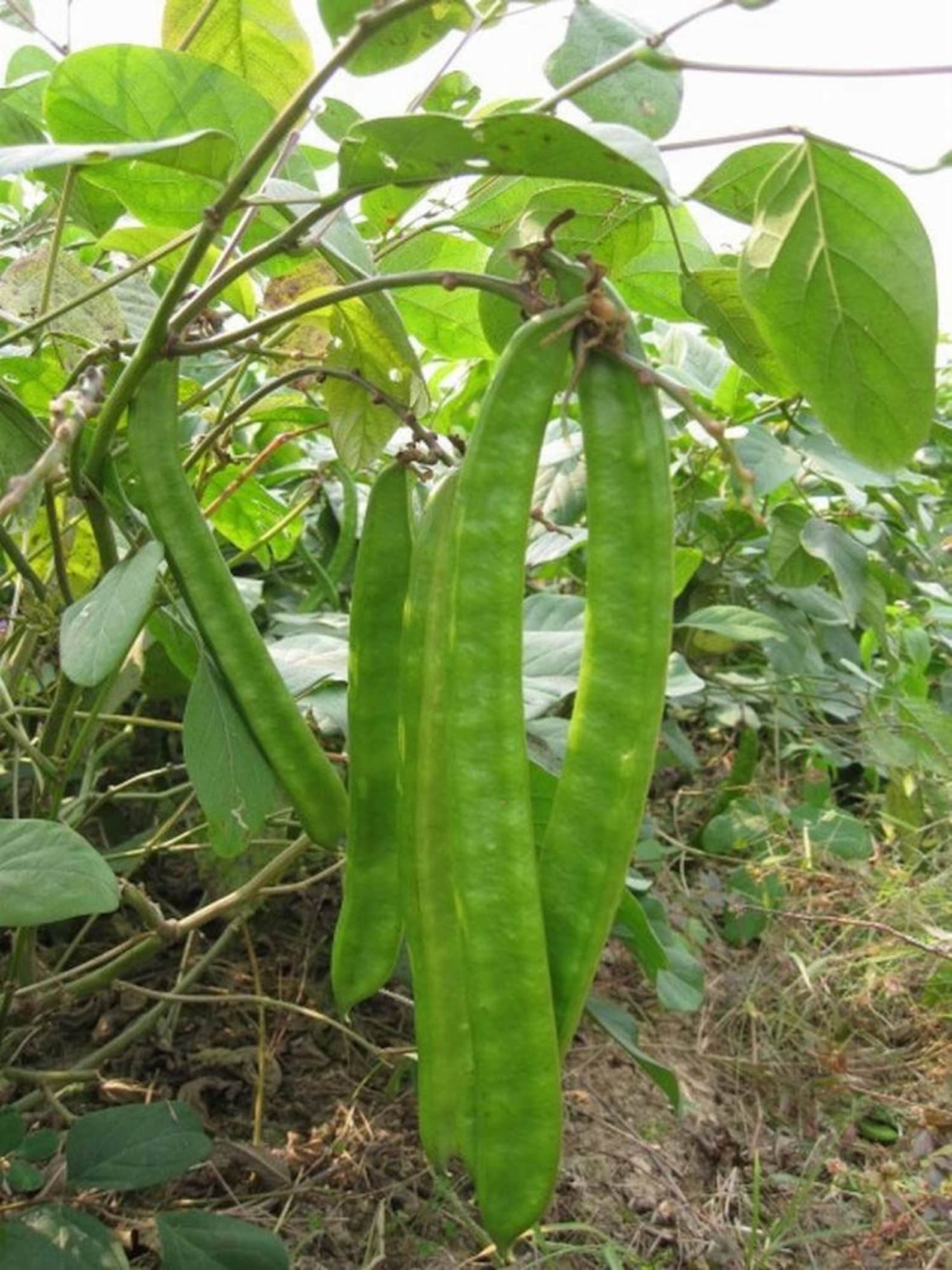 Canavalia Gladiata Sword Bean 15 Seeds - Etsy