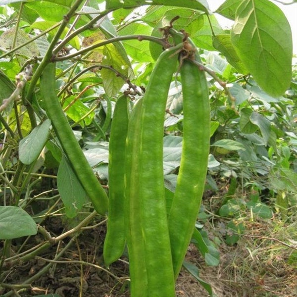 Sword Bean Seeds - Etsy
