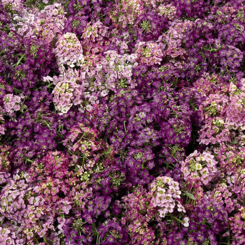 Alyssum Wonderland Series Mix 2000 Seeds Etsy
