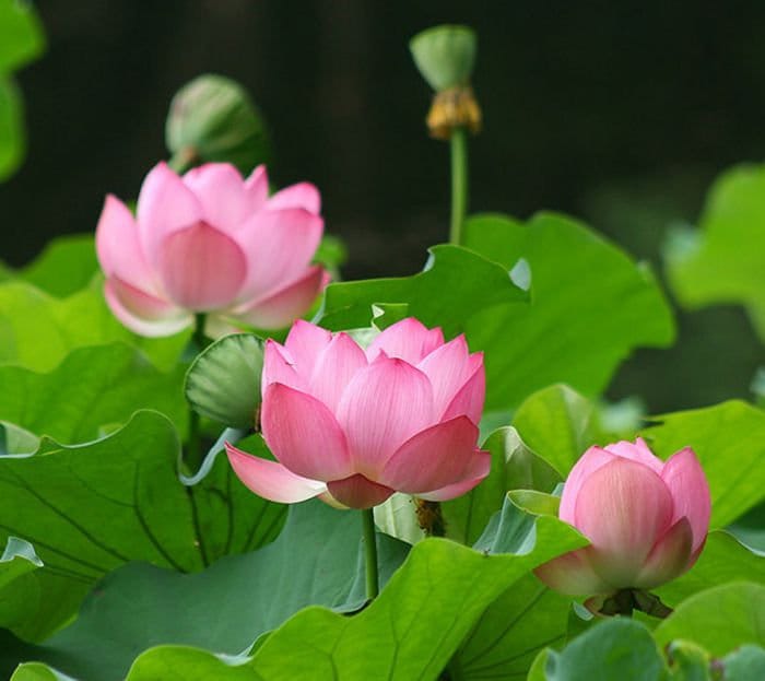 Nelumbo nucifera Sacred Lotus Indian Lotus 5 seeds | Etsy