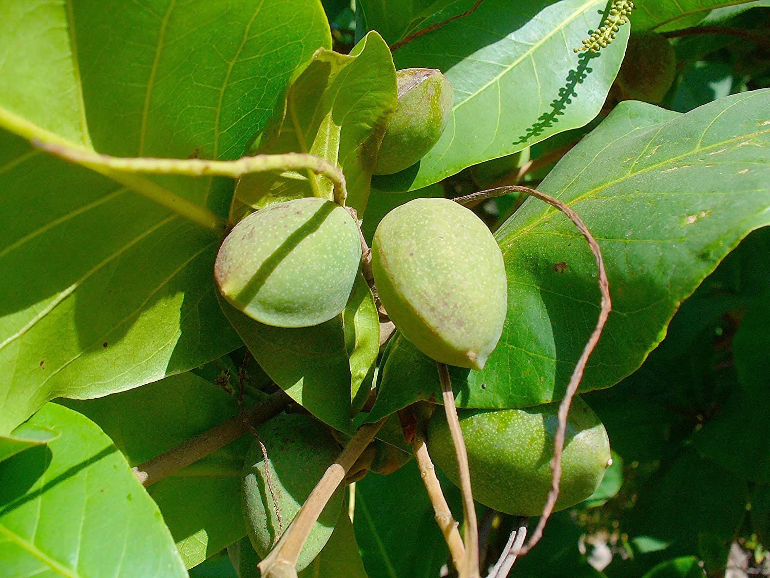 Terminalia Catappa Almond 10 Seeds - Etsy