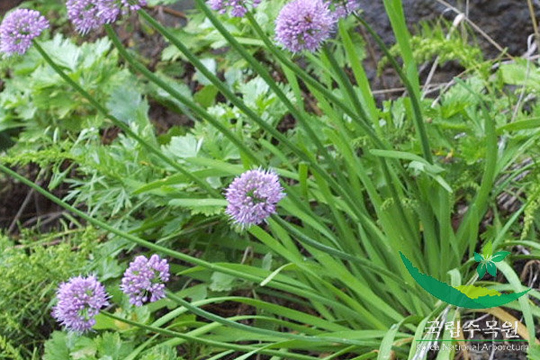 Allium Senescens L 300 Seeds Aging Onion 두메부추 1A - Etsy