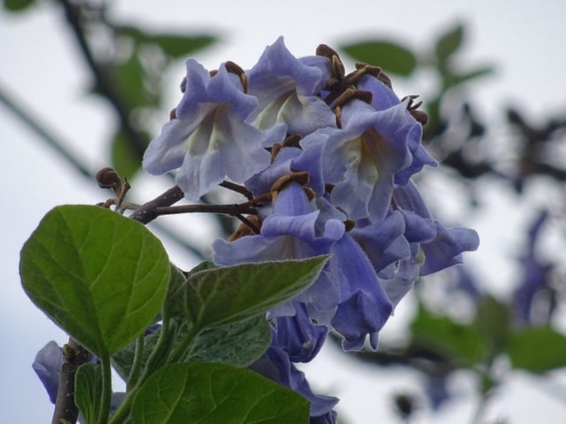 Paulownia tomentosa Royal Empress Tree Princess Tree 5000 | Etsy