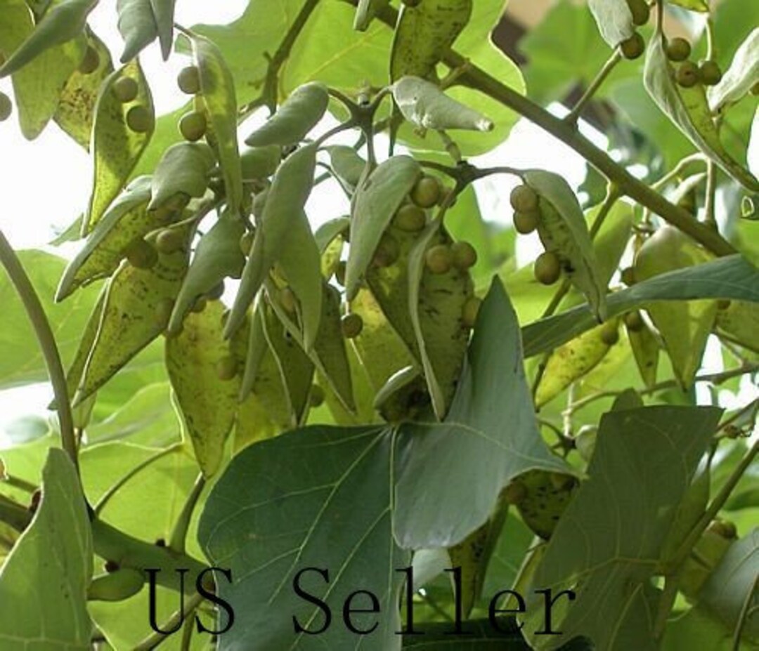 Firmiana Simplex Chinese Parasol Tree 200 Seeds 1F - Etsy