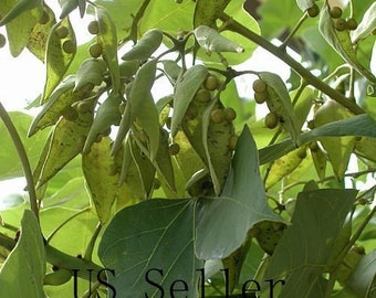 Seeds for Planting Firmiana Simplex Seeds Chinese - Etsy