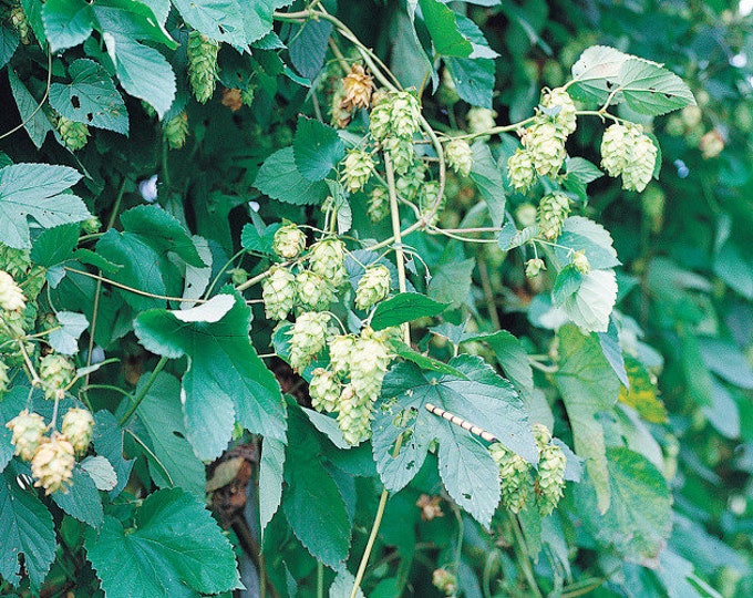Humulus Lupulus L. Hops 100 Seeds - Etsy