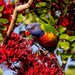 Schotia Brachypetala Drunken Parrot Tree 40 Seeds 1S - Etsy