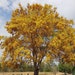 Cassia Brewsteri Brewsters Cassia, Leichhardt Bean, Cassia Pea Tree 50 ...