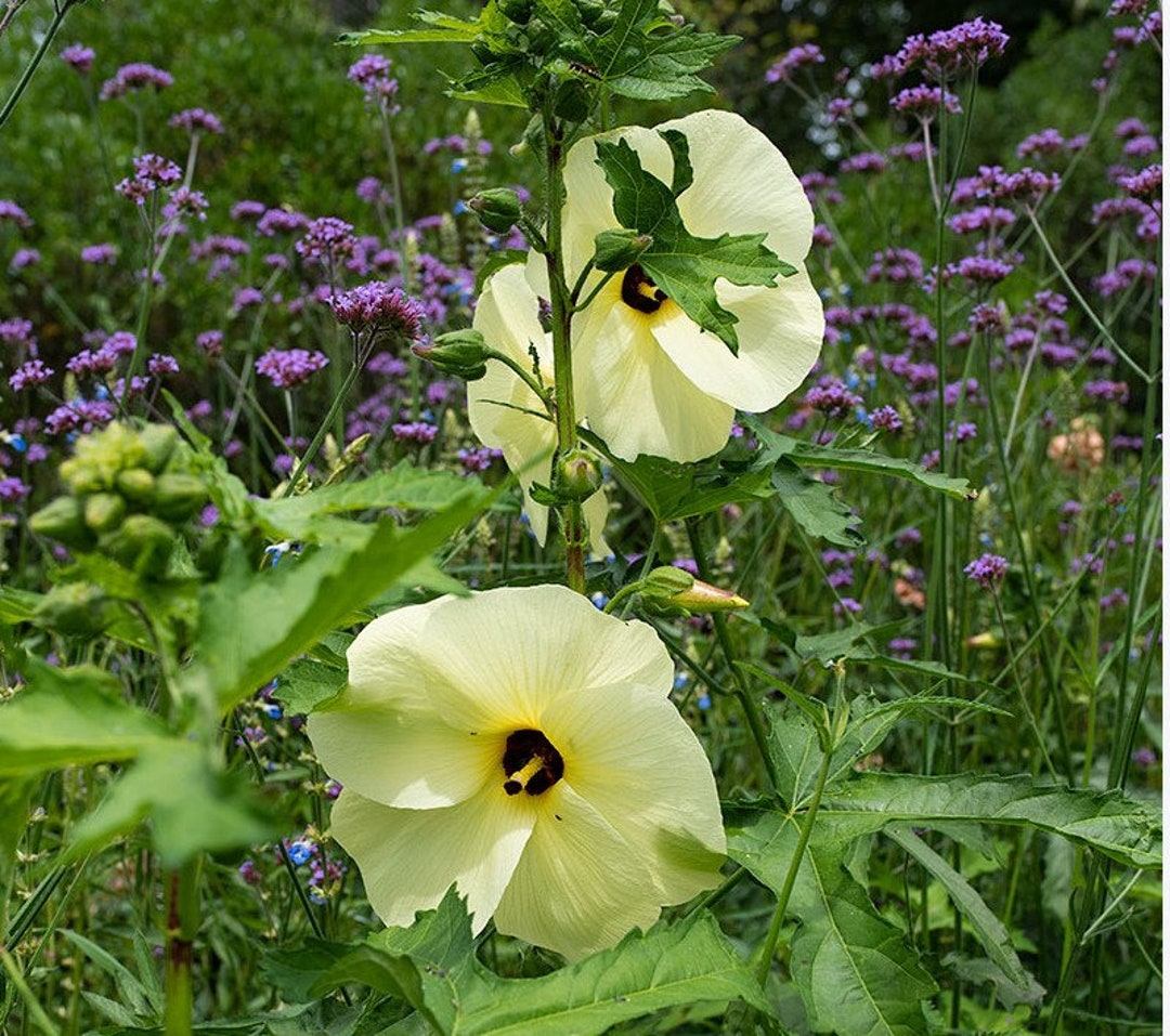 Abelmoschus Manihot Sunset Hibiscus 25-110 Seeds - Etsy