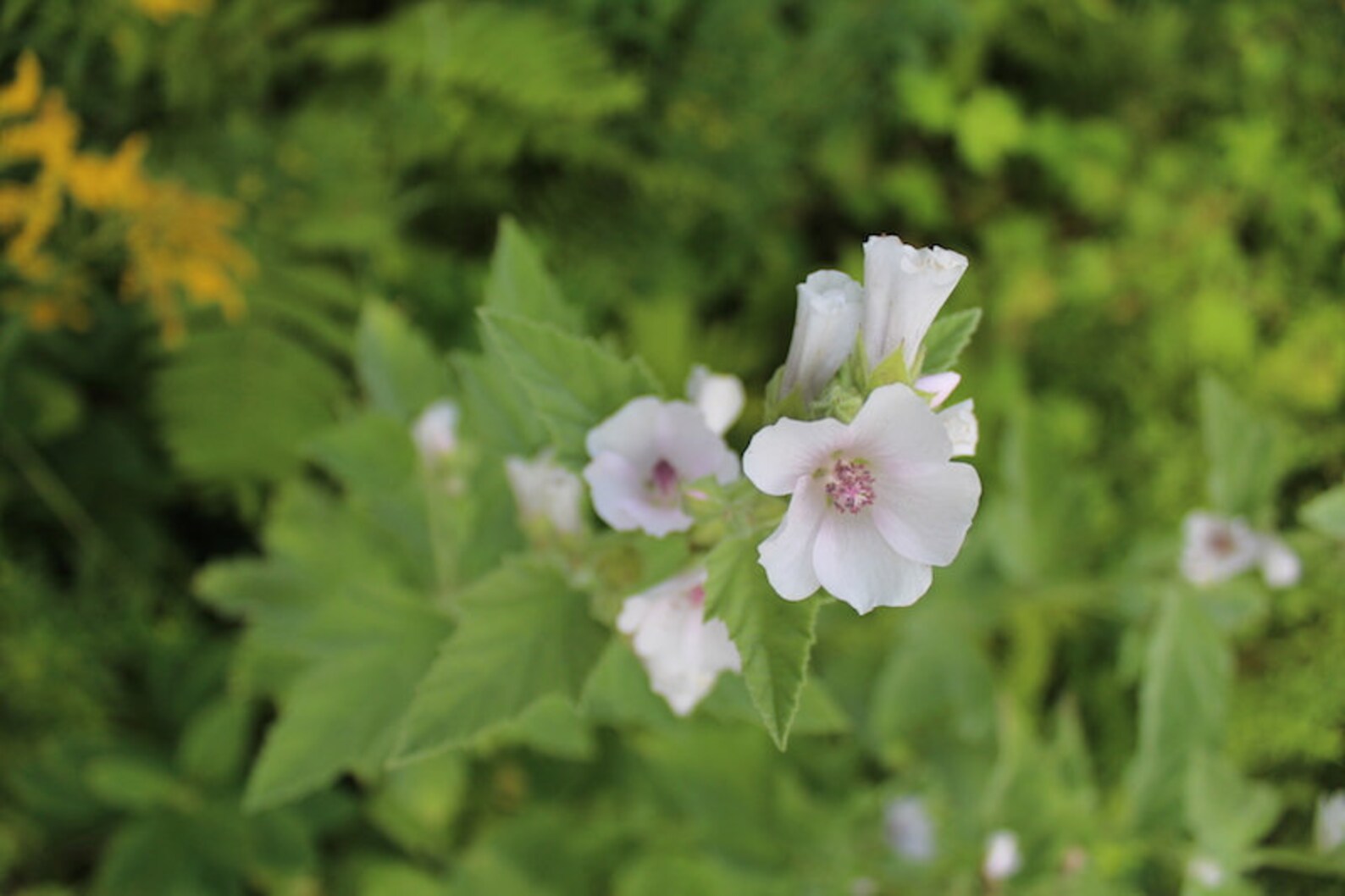 Althaea Officinalis Marshmallow Herb Seeds 1A - Etsy