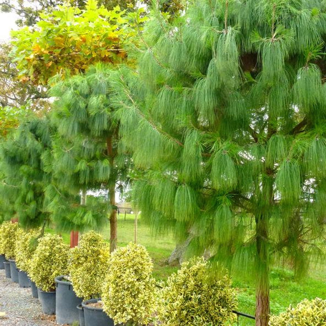 Pinus Patula Patula Pine, Pino Patula Bulk Seeds 3 - Etsy Canada