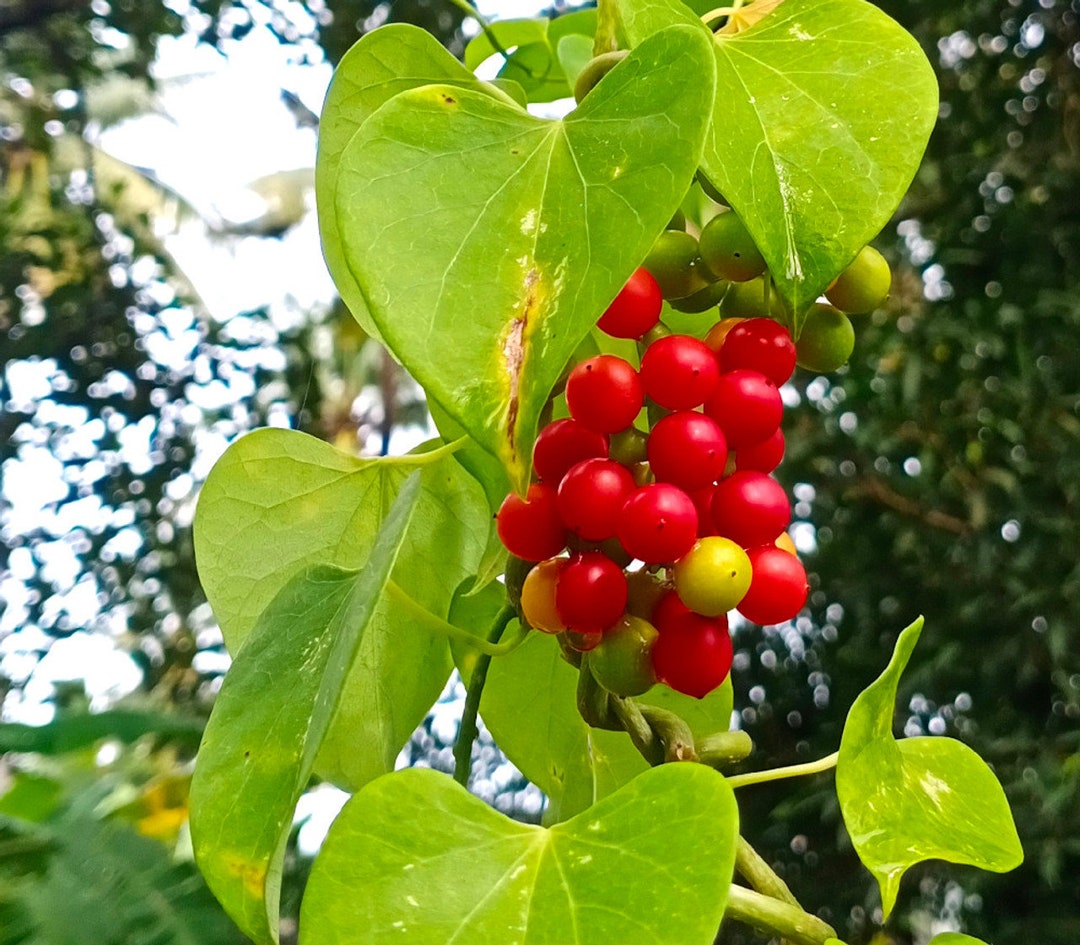 Tinospora Cordifolia 20 Seeds Kanda Amrta Moonseed Guduchi - Etsy