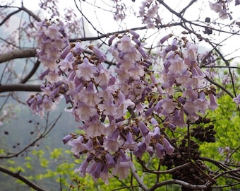 Royal Princess Tree Seeds - Etsy