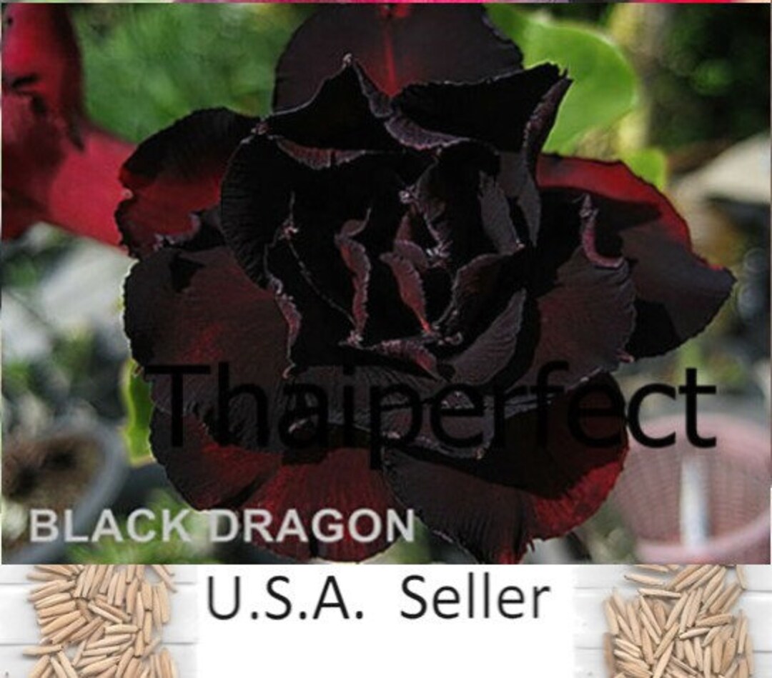Adenium Obesum Black Dragon Desert Rose 10 30 Seeds - Etsy Australia