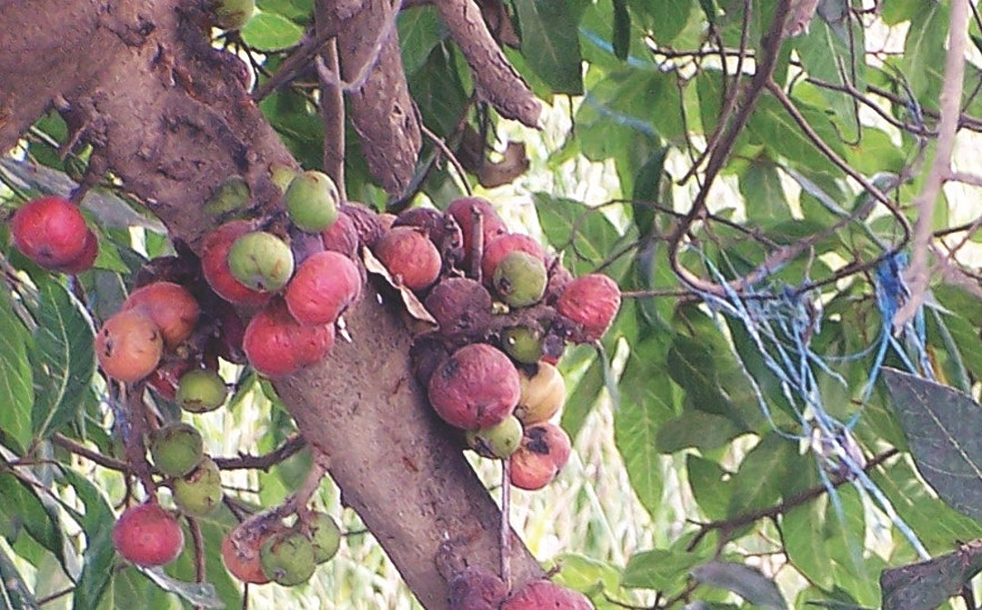 Ficus Racemosa Cluster Fig Tree 500 5,000 Seeds - Etsy