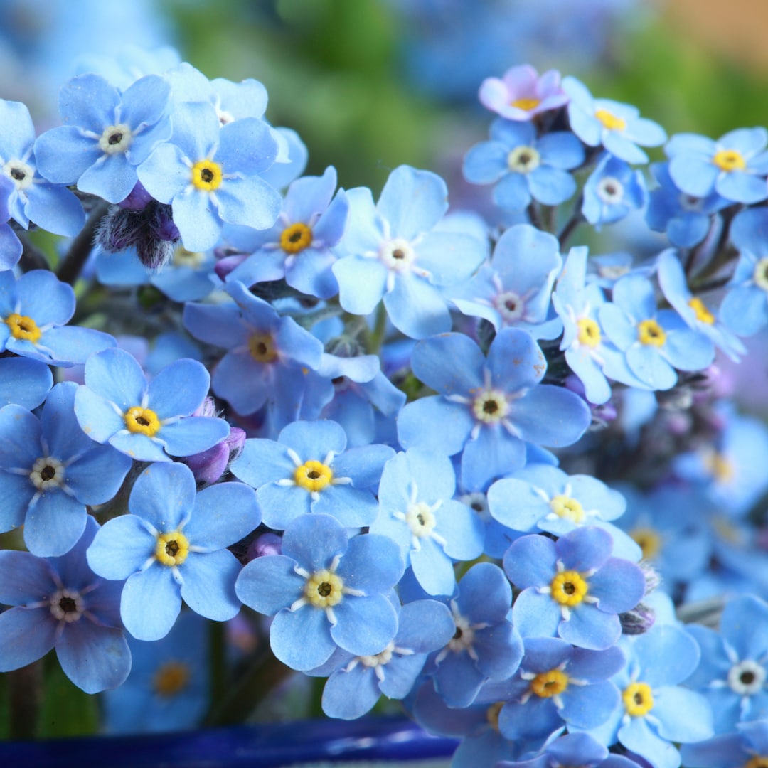 Myosotis Sylvatica Forget-me-not 1000 5000 10000 Seeds 4M - Etsy