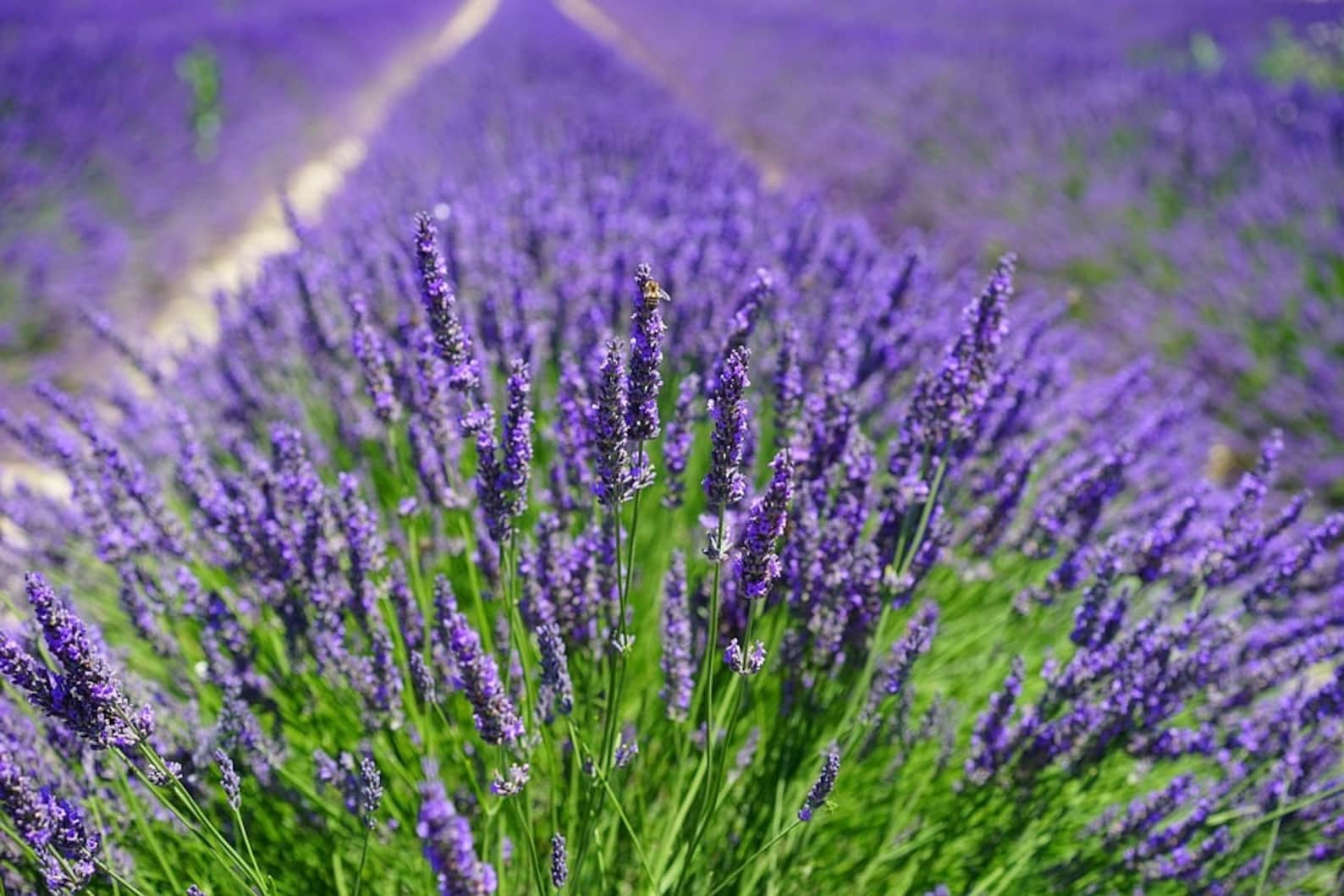 Lavandula Angustifolia Vera 24 True Lavender 500 Seeds - Etsy