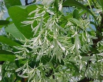 Chionanthus Virginicus white Fringetree - Etsy