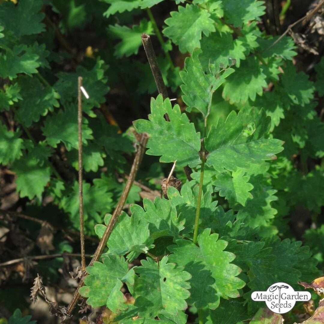 Sanguisorba minor Small burnet Delar 4.000 semillas 1S - Etsy España