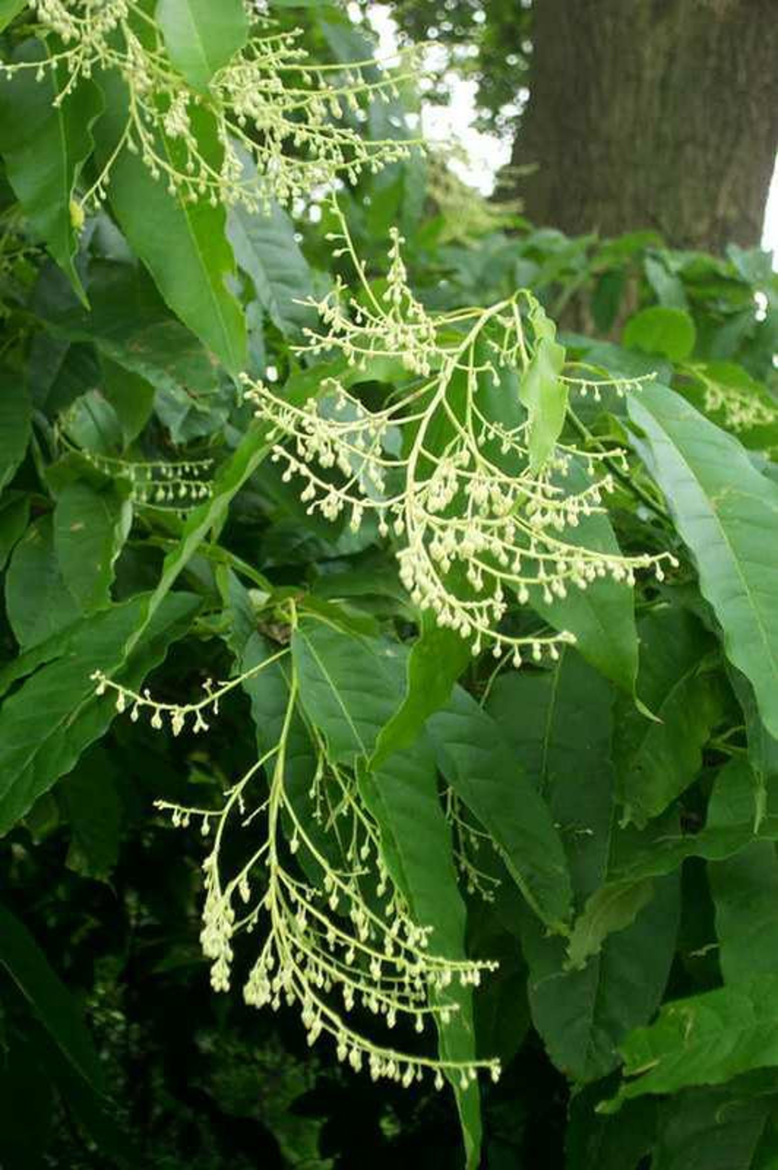 Oxydendrum Arboreum Sourwood Sorrel Tree 500 12000 Seeds - Etsy