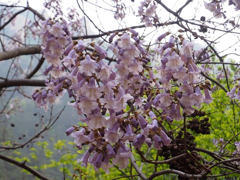 Paulownia Tomentosa Royal Empress Tree Princess Tree 5000 - Etsy