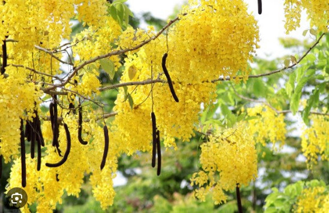 Cassia Fistula, Purging Fistula, Amaltas, Golden Shower Tree 400, 2000, 5000 Seeds - Etsy