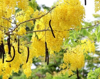 Golden Shower Tree Seeds cassia Fistula 25seeds - Etsy