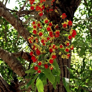 Cassia Brewsteri Brewsters Cassia, Leichhardt Bean, Cassia Pea Tree 50 ...