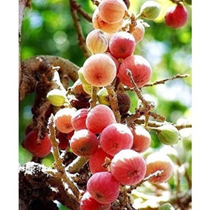 Ficus Racemosa Cluster Fig Tree 500 5,000 Seeds - Etsy