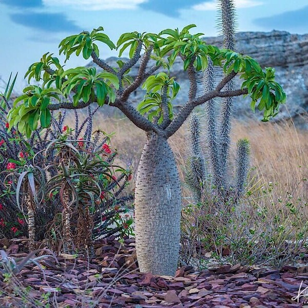 Madagascar Palm - Etsy