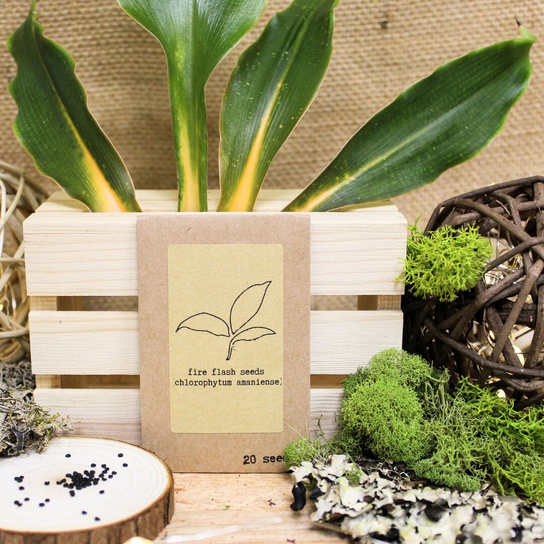 Chlorophytum Amaniense 'fire Flash' Plant Seeds(exotic Tropical Foliage ...