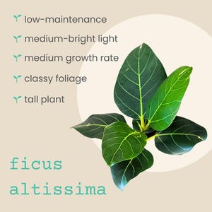 Ficus Altissima ‘lofty Fig’ or 'council Tree' Seeds (exotic Tropical ...