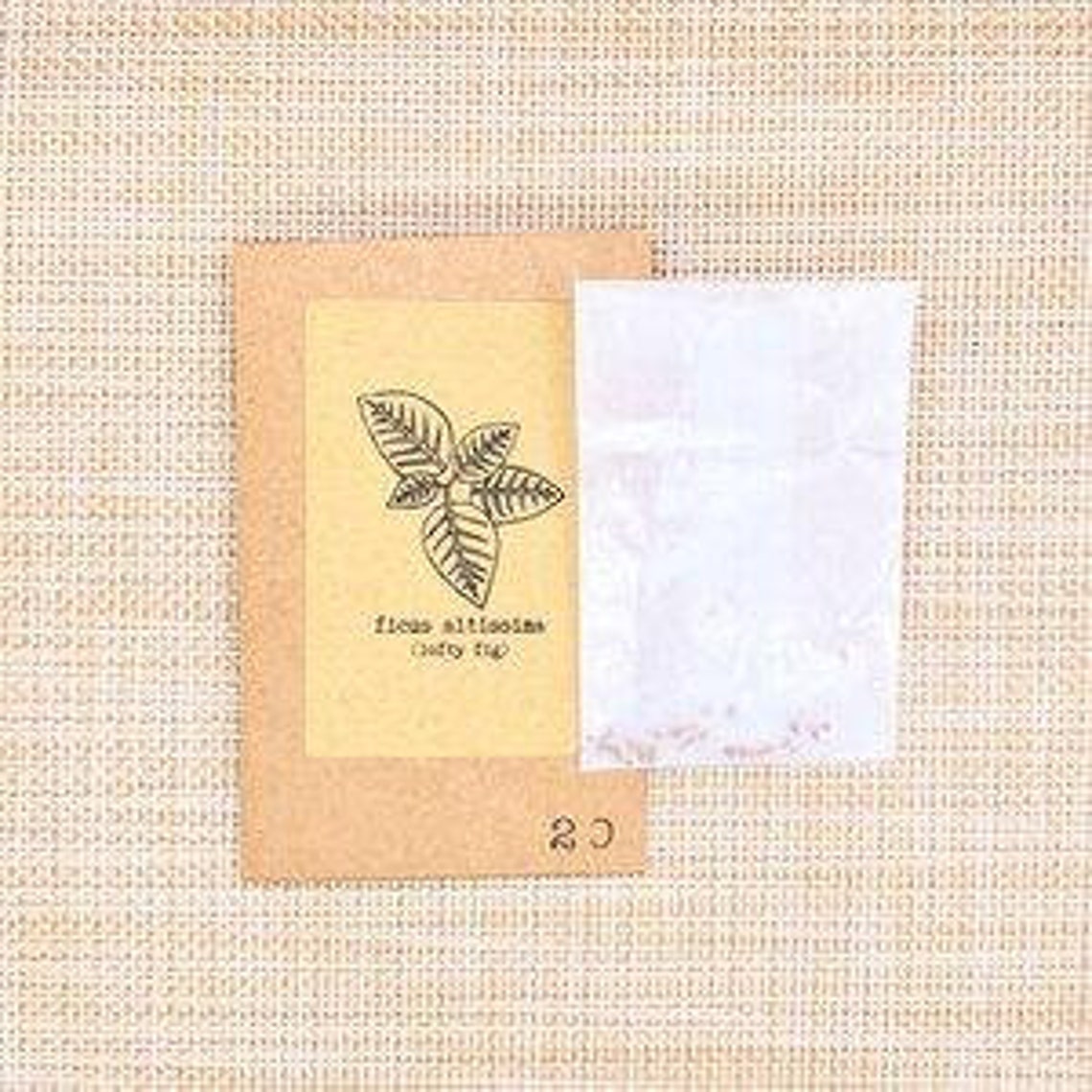 Ficus Altissima lofty Fig or 'council Tree' Seeds - Etsy