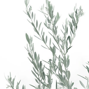 Olive Tree 'olea Europaea' Seeds (tropical Indoor Plants, Houseplant ...