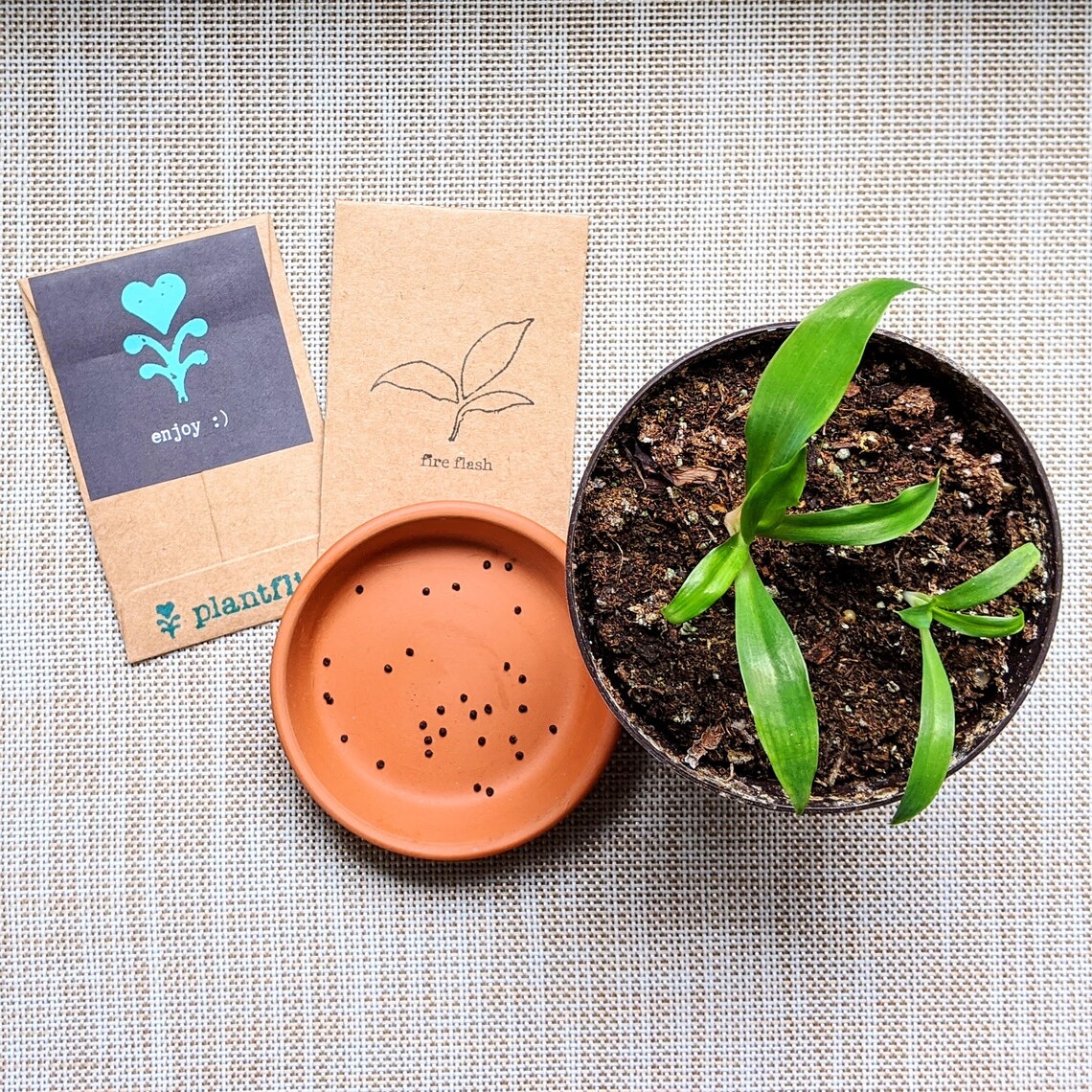 Chlorophytum Amaniense 'fire Flash' Plant Seeds(exotic Tropical Foliage ...