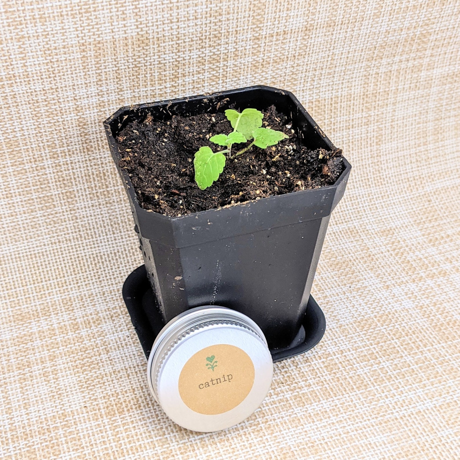 Heirloom Non-gmo Catnip Seeds (healthy Kitchen Herb Seeds, Grow Your ...