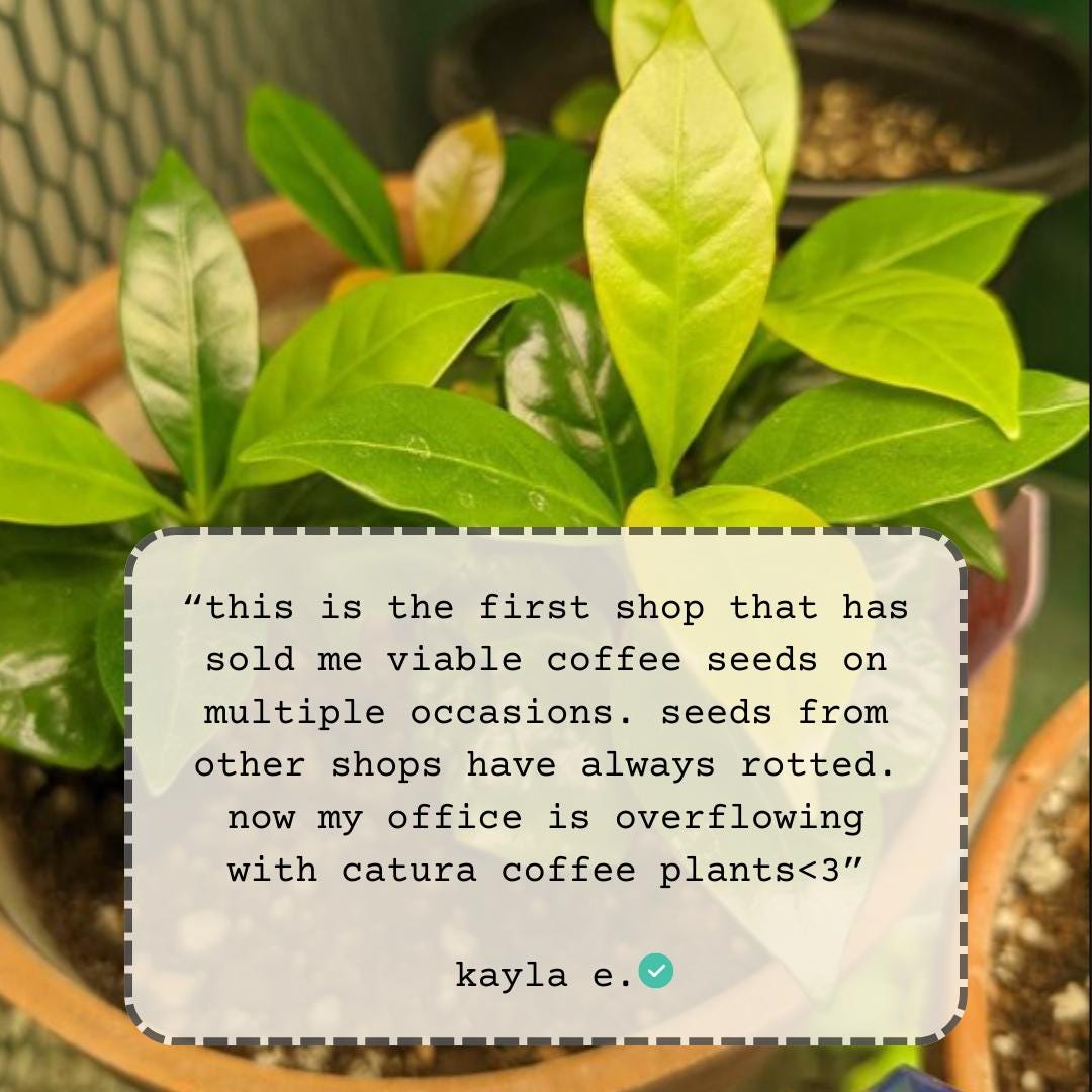 Coffea Arabica 'coffee Plant' Seeds (tropical Indoor Plants, Houseplant ...