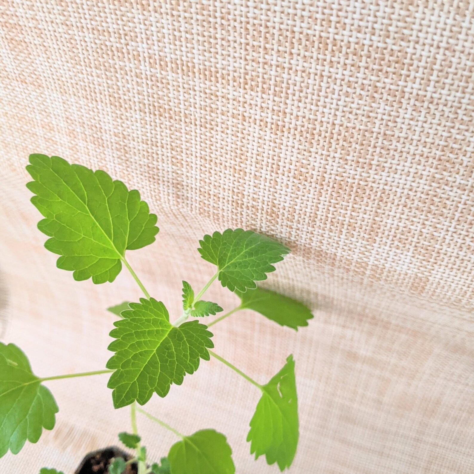 Heirloom Non-gmo Catnip Seeds (healthy Kitchen Herb Seeds, Grow Your ...