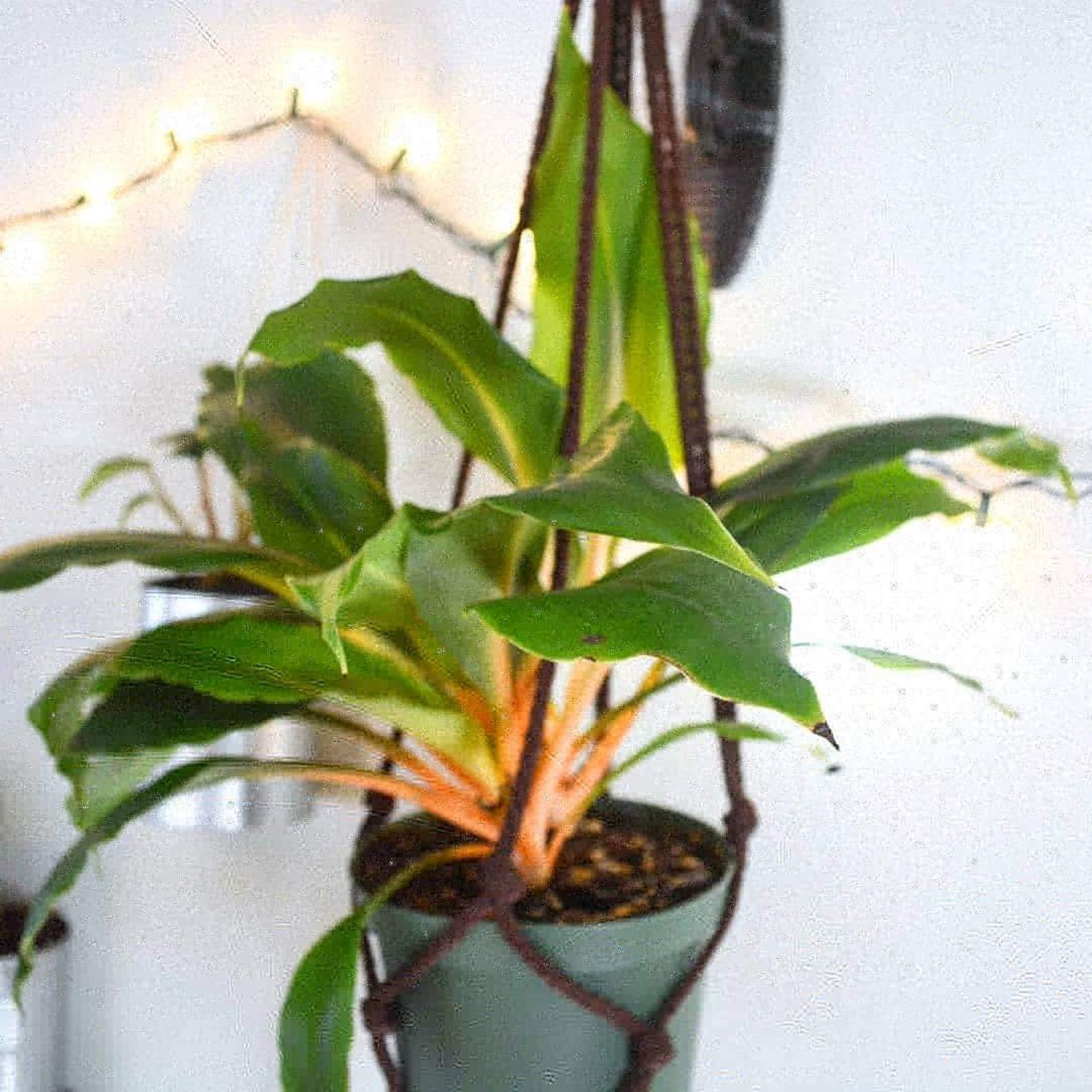 Chlorophytum Amaniense 'fire Flash' Plant Seedsexotic | Etsy