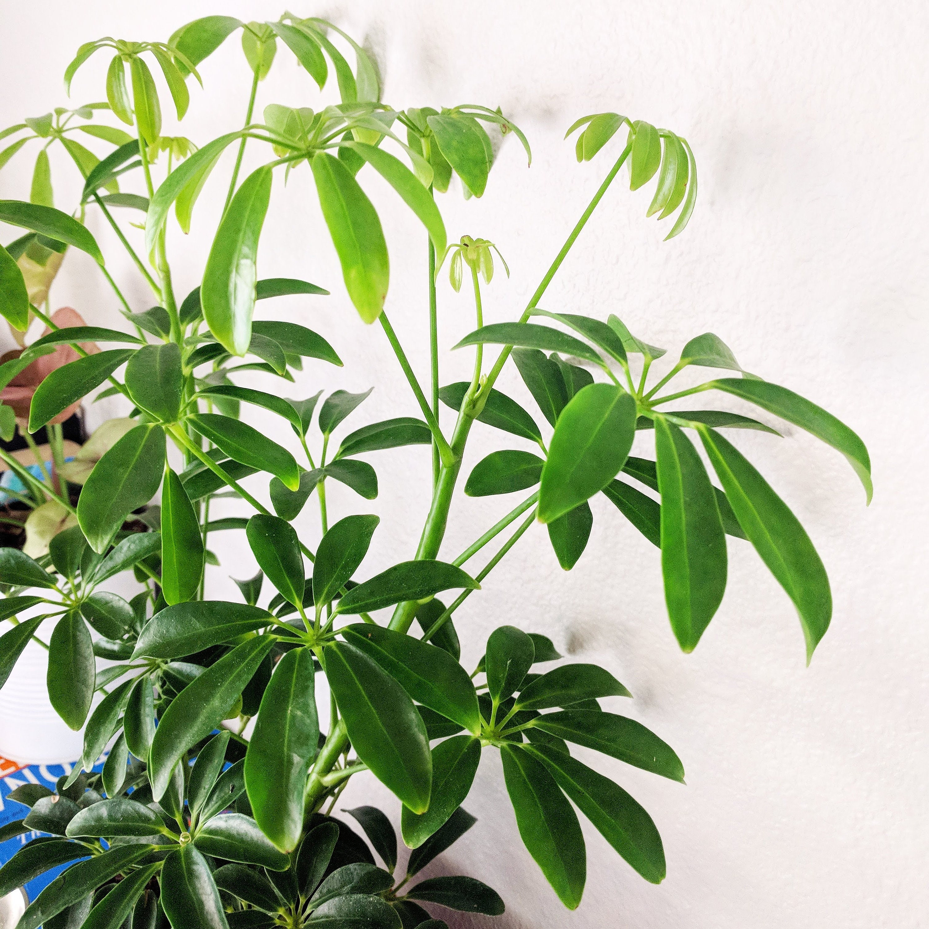 Schefflera Arboricola 'dwarf Umbrella' Plant Seeds - Etsy