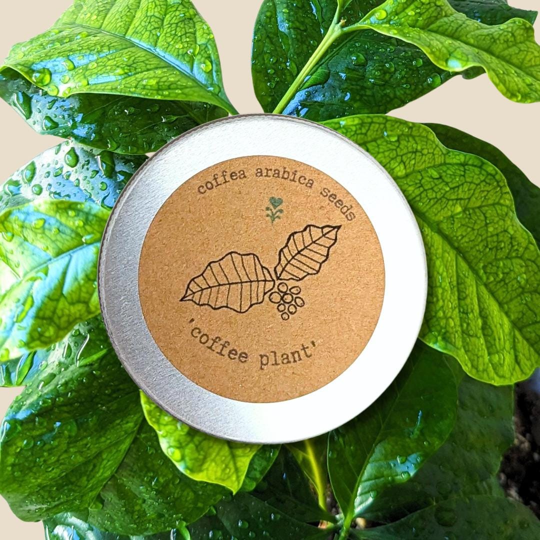 Coffea Catura 'dwarf Coffee Plant' Seeds (tropical Indoor Plants ...