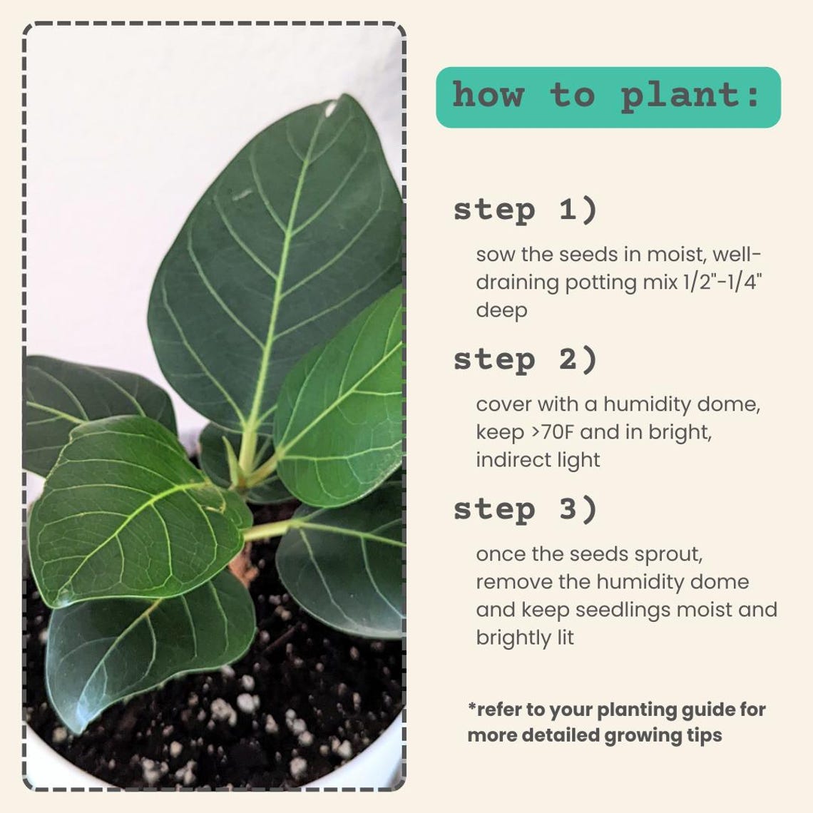 Ficus Altissima ‘lofty Fig’ or 'council Tree' Seeds (exotic Tropical ...
