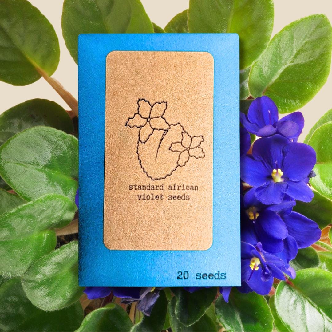 African Violet Seeds - Etsy