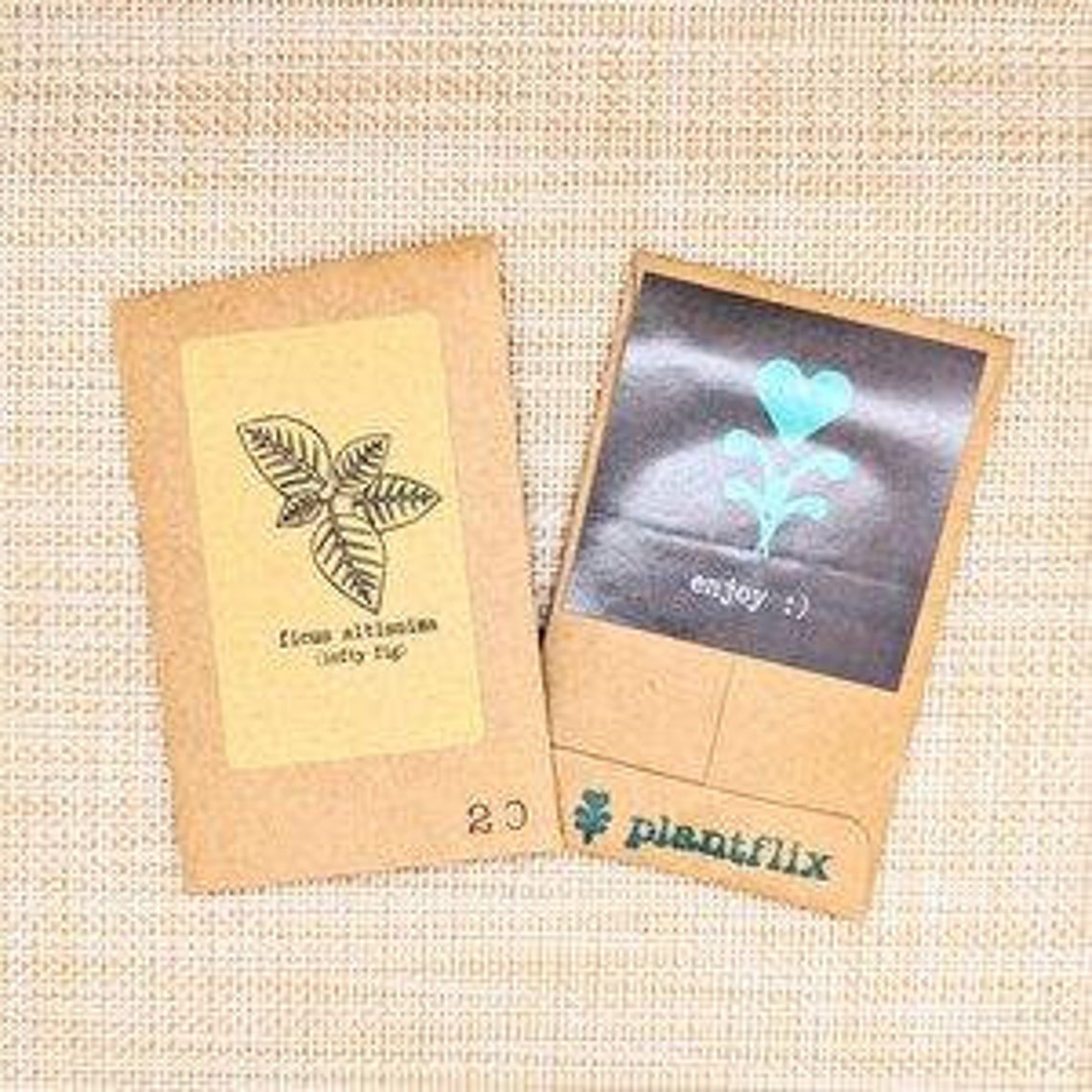 Ficus Altissima lofty Fig or 'council Tree' Seeds | Etsy