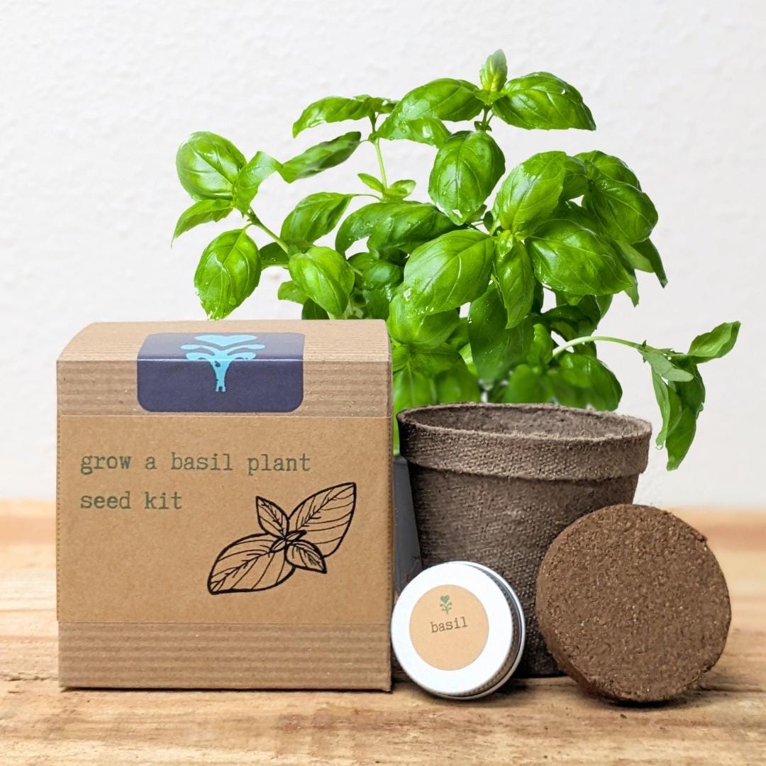 Organic Basil Beginner Grow Kit - Etsy