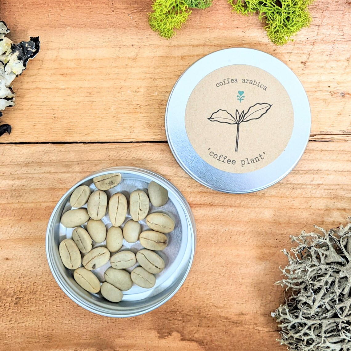 Coffea Arabica 'coffee Plant' Seeds tropical Indoor | Etsy